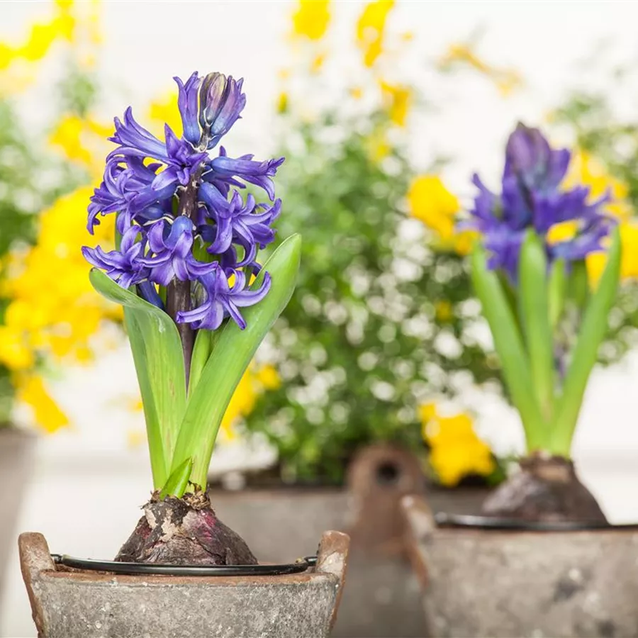 Hyacinthus orientalis - Gartencenter Reim