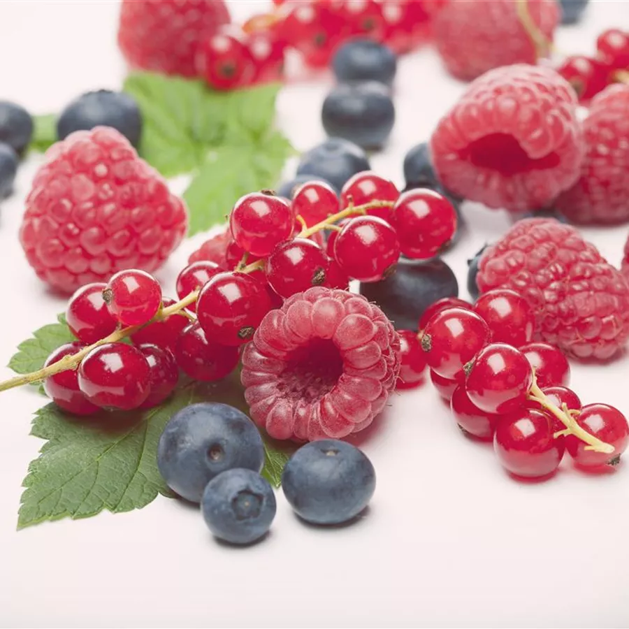 Beerenobst - Gartencenter Reim