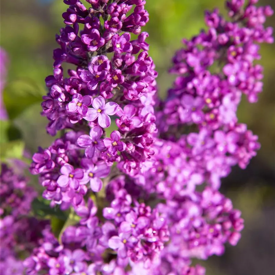 Syringa vulgaris, rosa - Gartencenter Reim